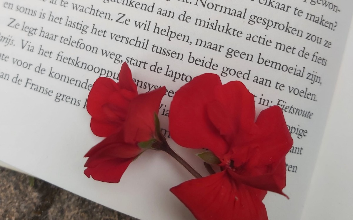 Zomer in het blauwe huis - Schmitz | Familieroman | StoerLeesVoer