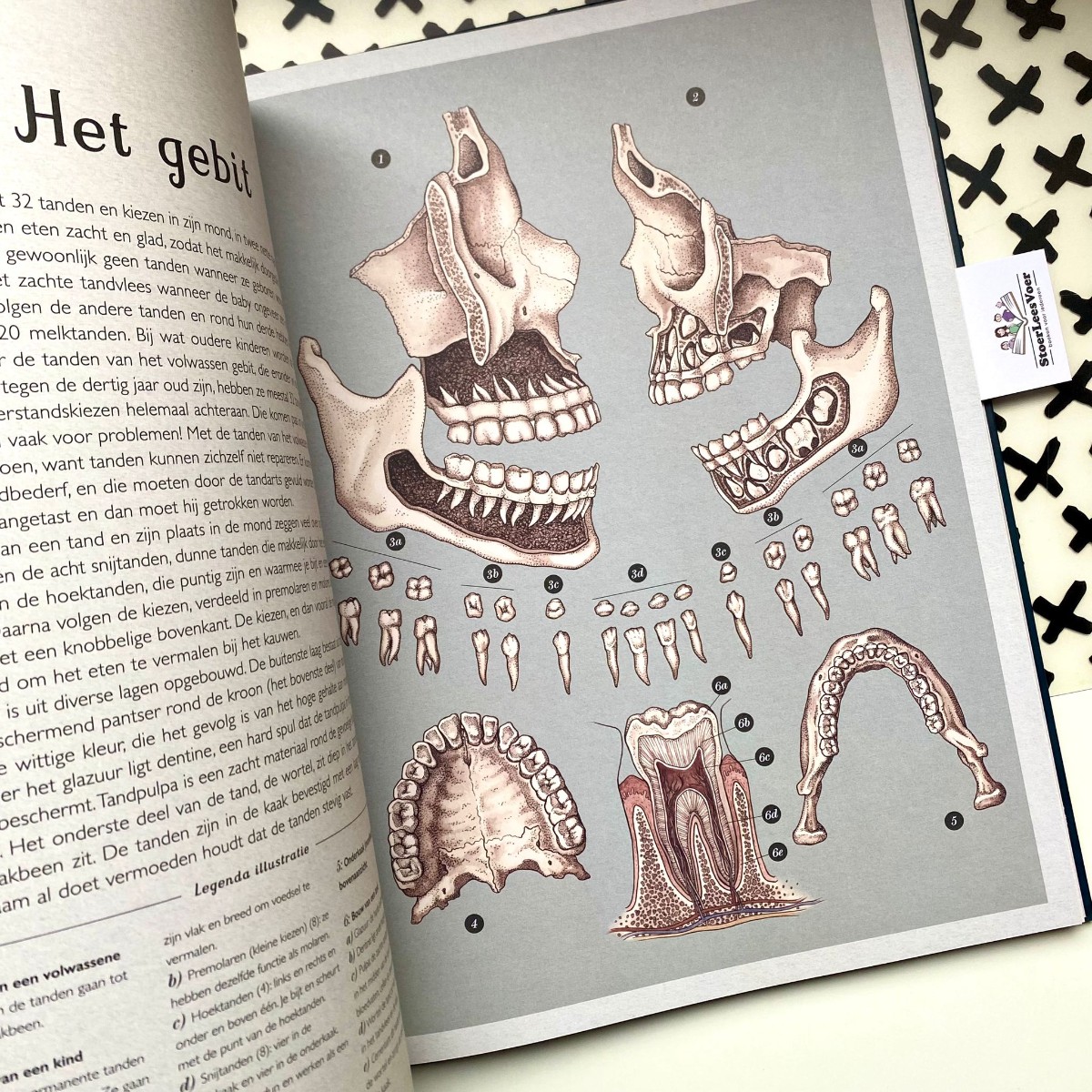 Het mooiste boek van het menselijk lichaam | StoerLeesVoer