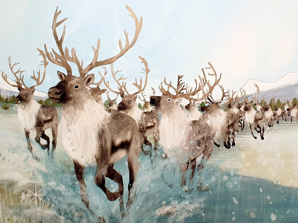 Een Noordpoolverhaal - Jane Burnard | Natuur | StoerLeesVoer